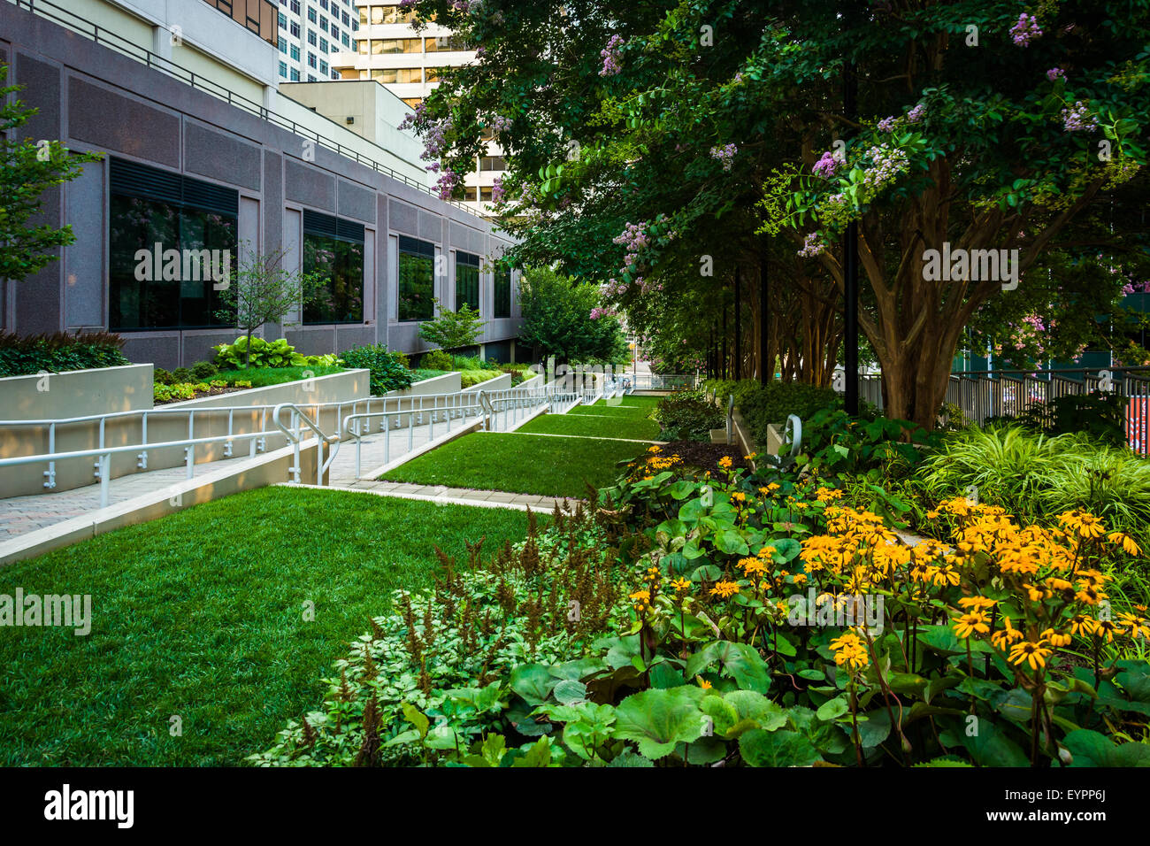 Rosslyn park hi-res stock photography and images - Alamy