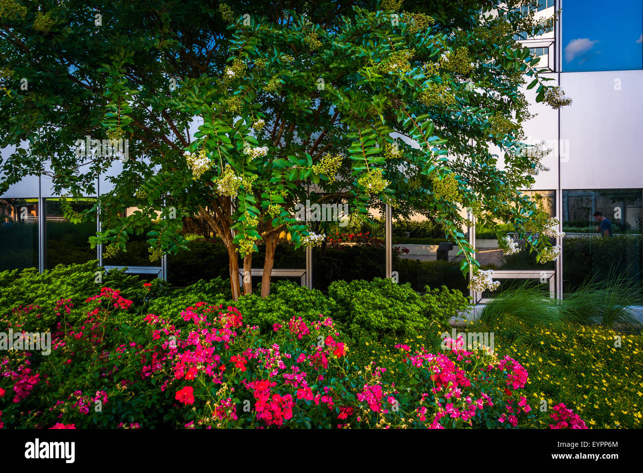 Rosslyn park hi-res stock photography and images - Alamy