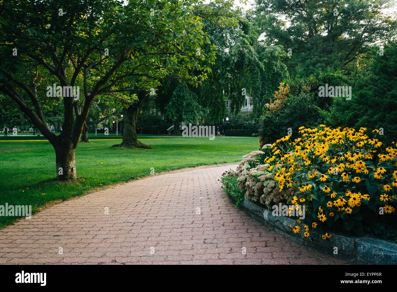 Tree along a path hi-res stock photography and images - Alamy