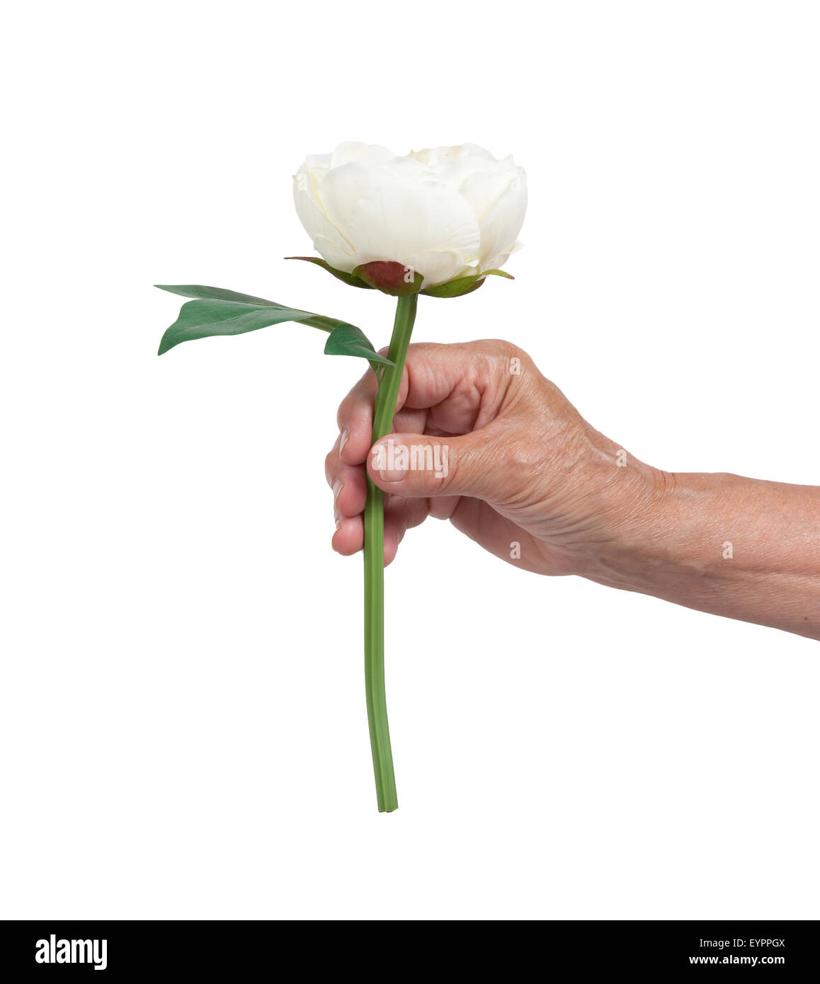 Old hand giving a rose, isolated on white Stock Photo - Alamy