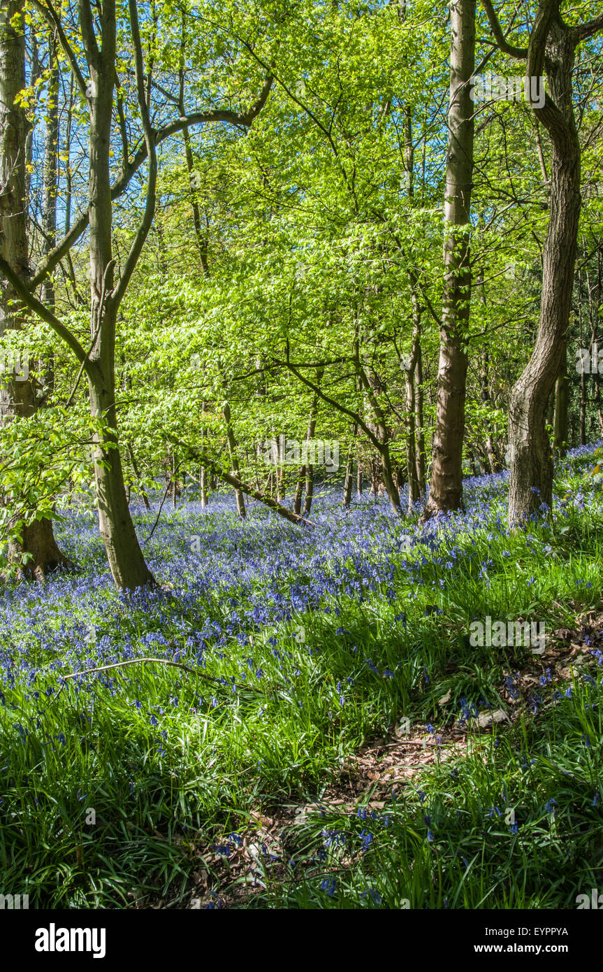 flowers deep in the Yorkshire woods Sheffield spring time Yorkshire the ...