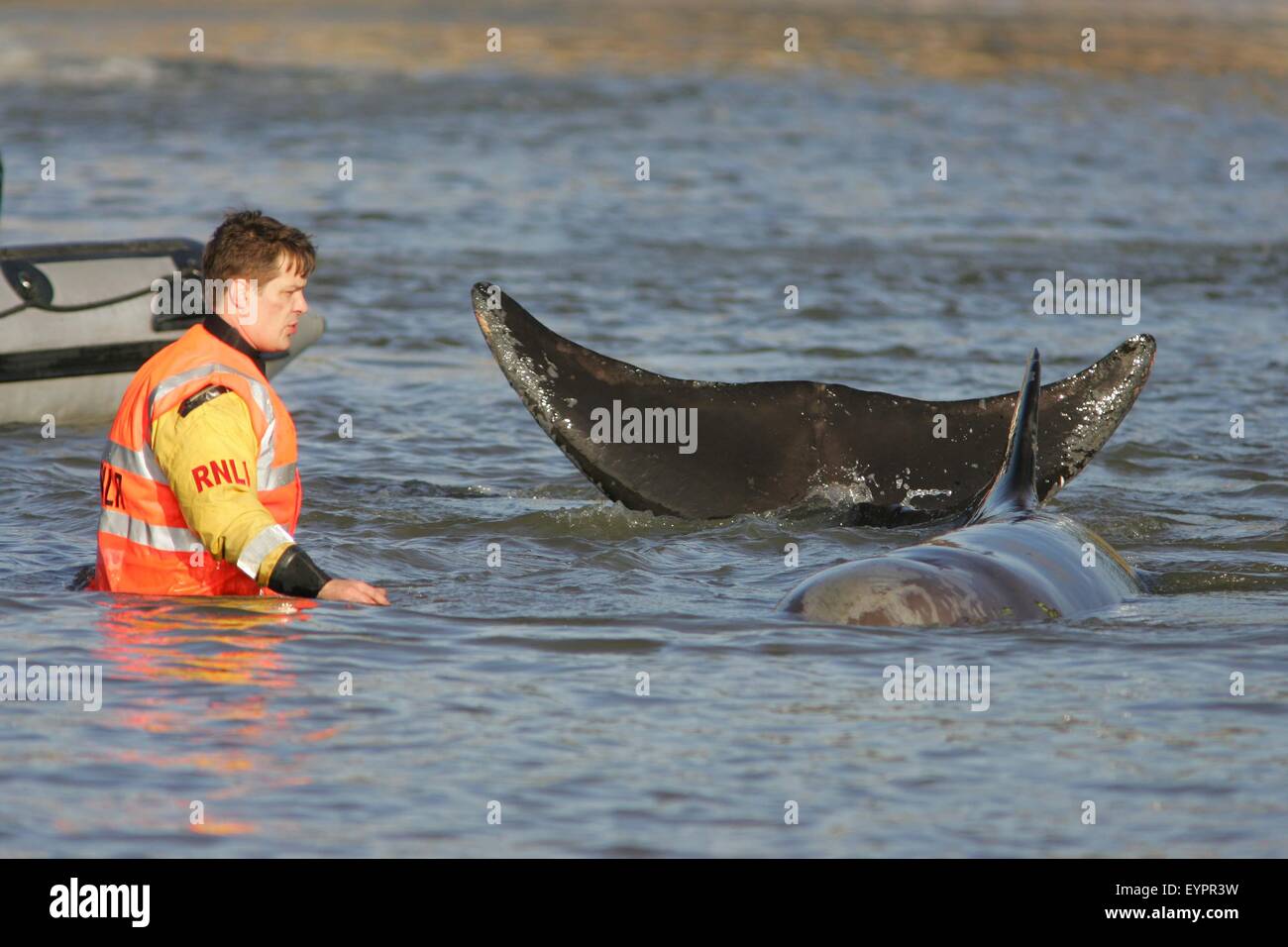 Rescuers monitor a stranded seven-tonne Northern bottle-nosed whale ...