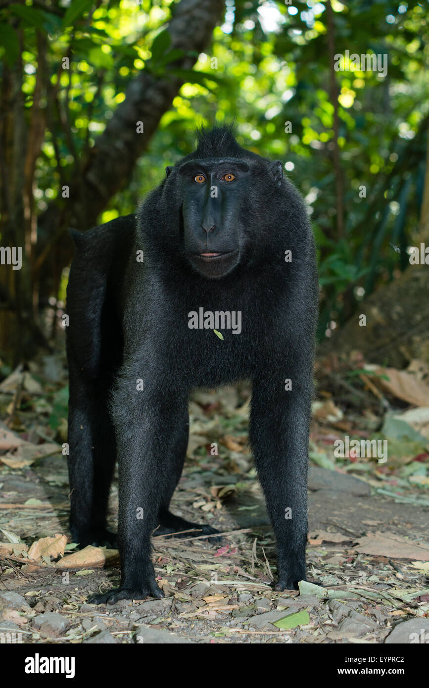 a Single black crested macaque also known as the celebes black macaque ...