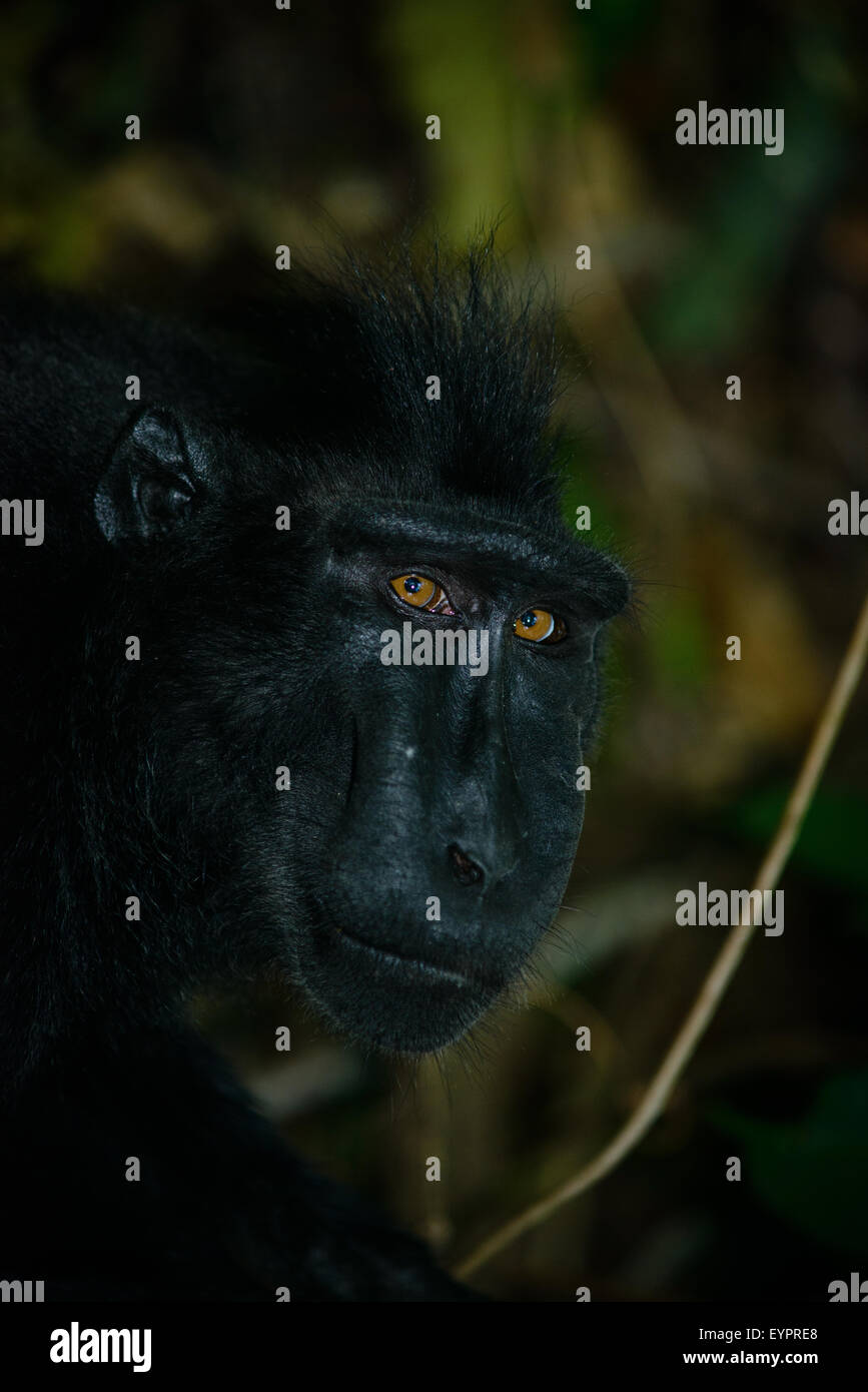 a Single black crested macaque also known as the celebes black macaque ...