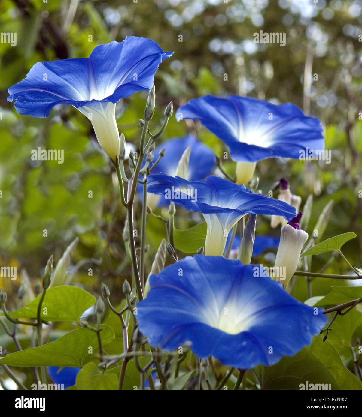 Prunkwinde, Ipomoea, Purpur, purpurea Stock Photo - Alamy