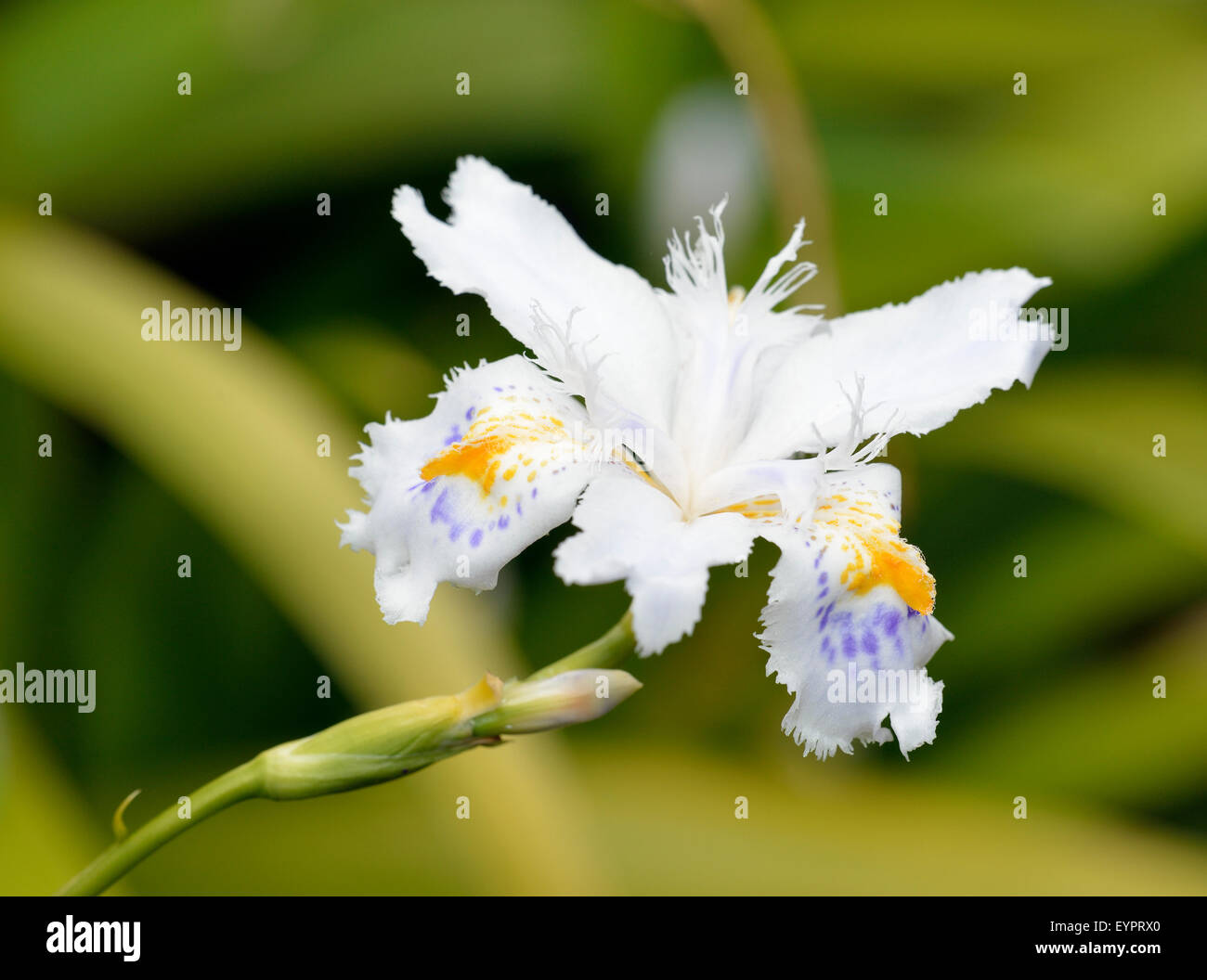 Iris japonica hi-res stock photography and images - Alamy