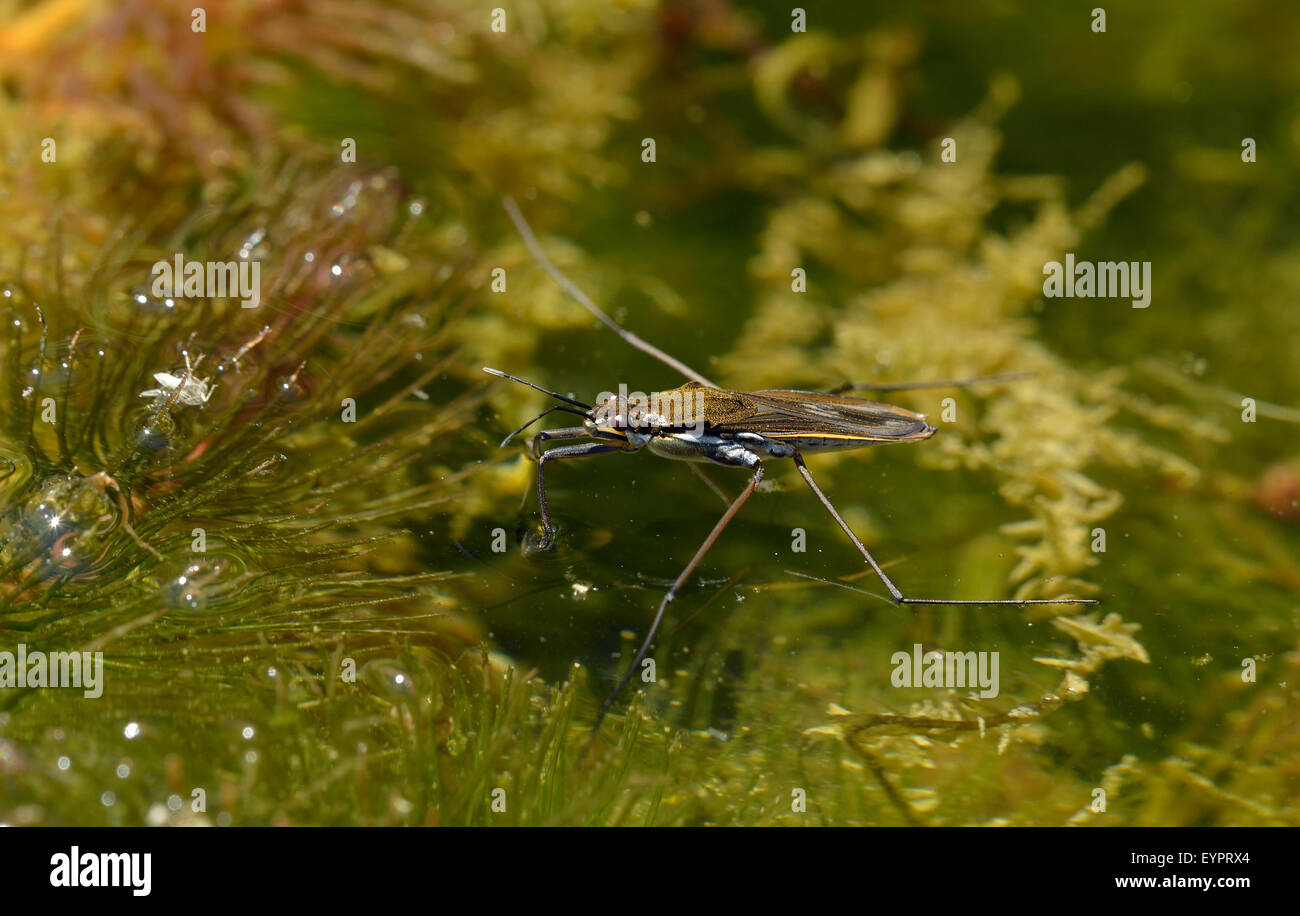 Gerris lacustris hi-res stock photography and images - Alamy