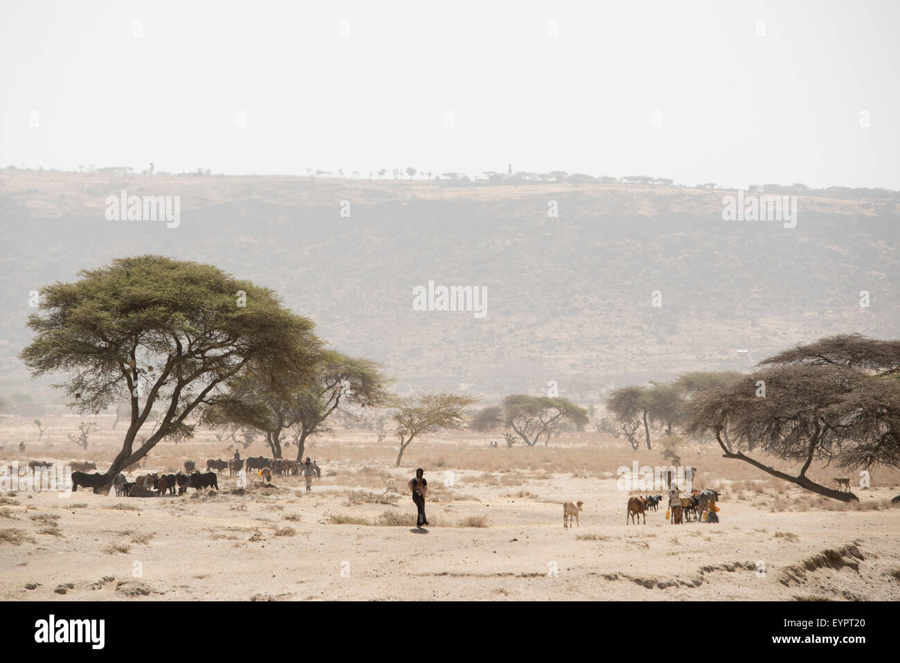 People bringing livestock to drink at the lake, Abiata-Shala National ...