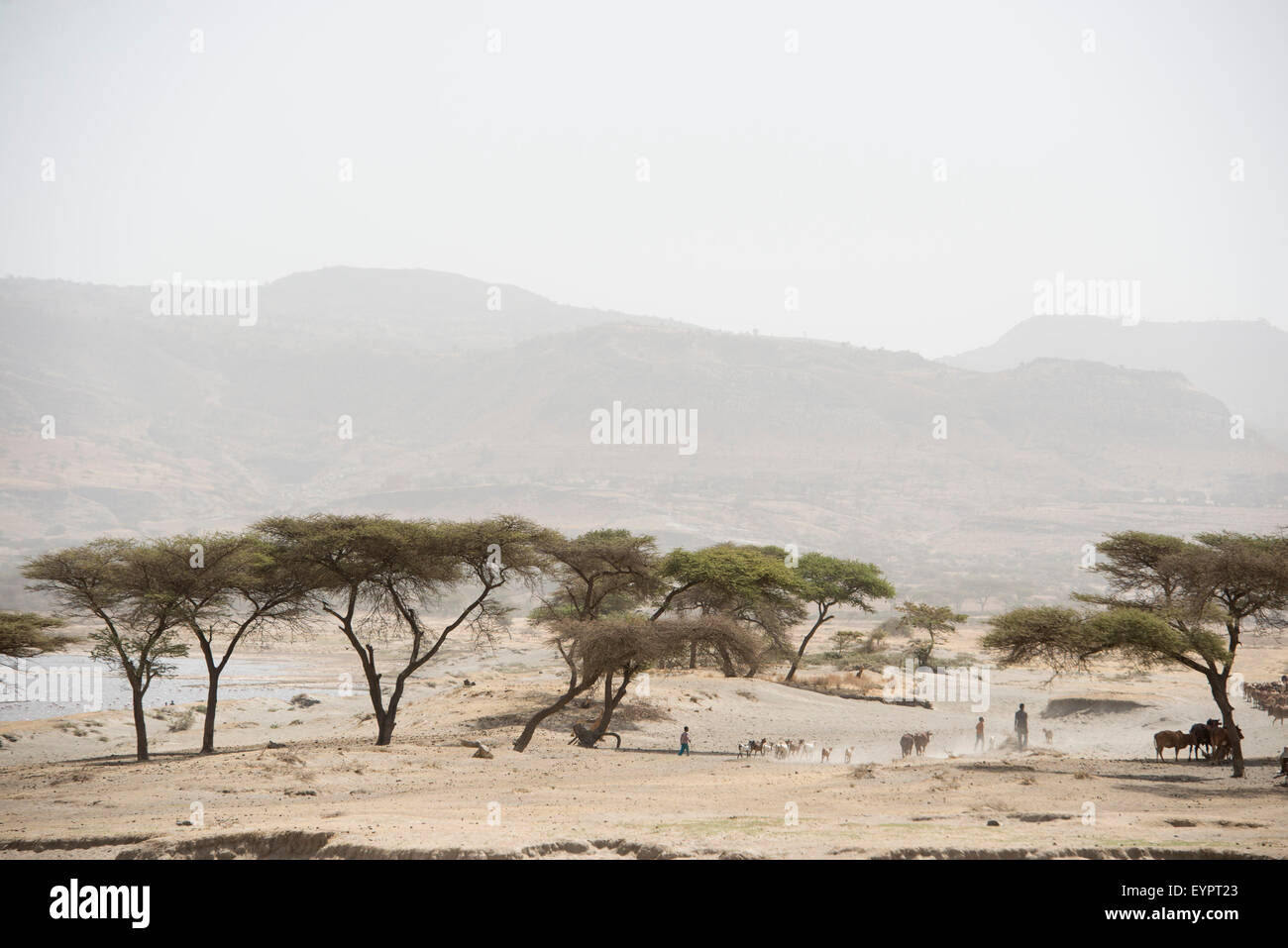 People bringing livestock to drink at the lake, Abiata-Shala National ...
