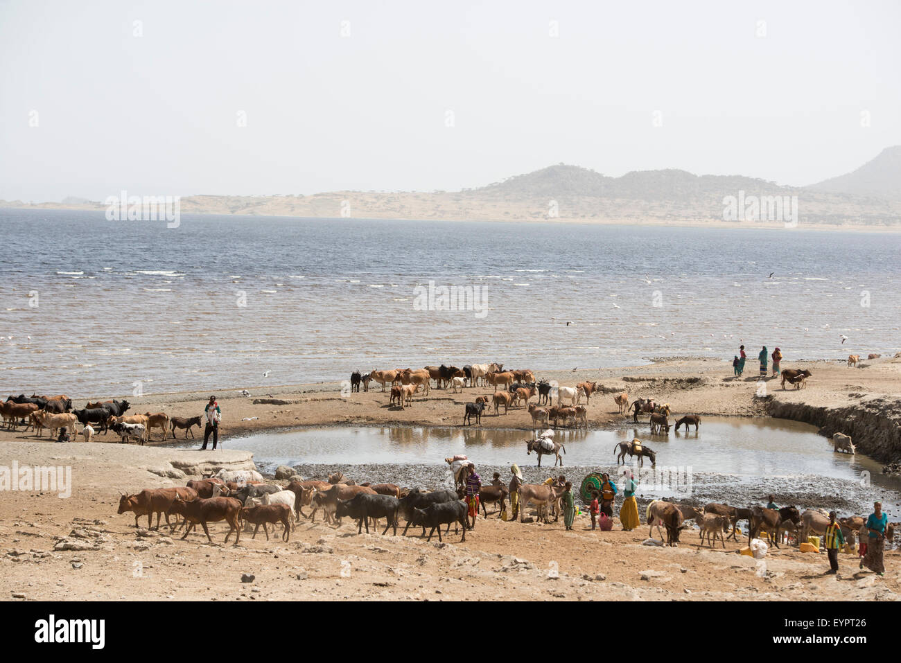 People bringing livestock to drink at the lake, Abiata-Shala National ...