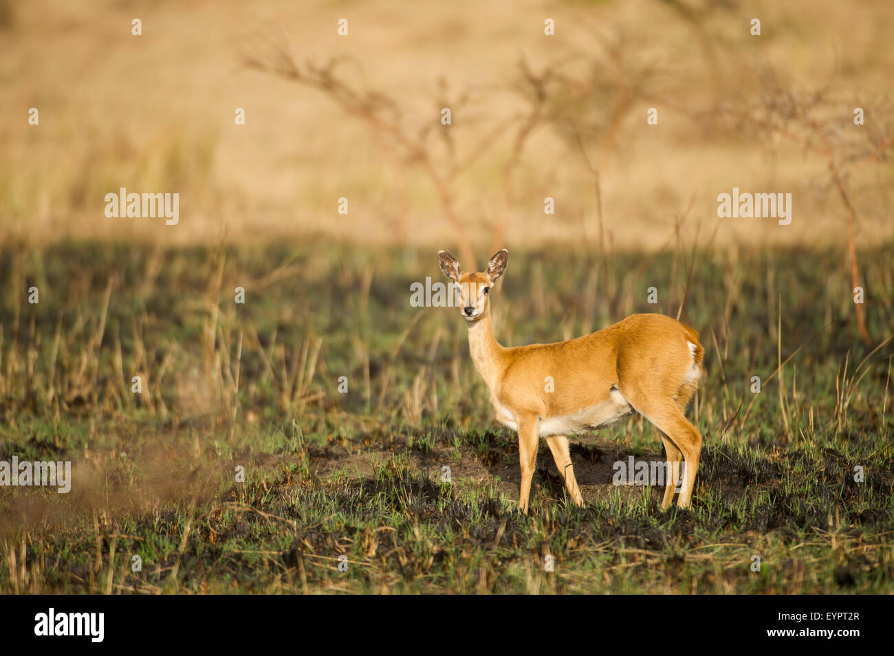 Oribi (Ourebia ourebi), Senkele Game Sanctuary, Ethiopia Stock Photo ...