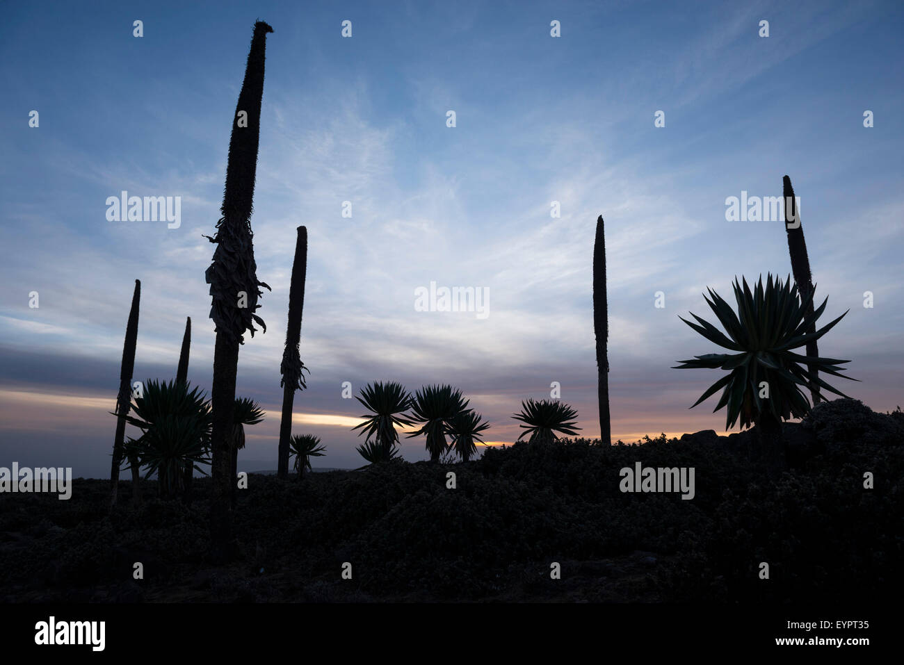 Afro alpine moorland vegetation ethiopia hi-res stock photography and ...