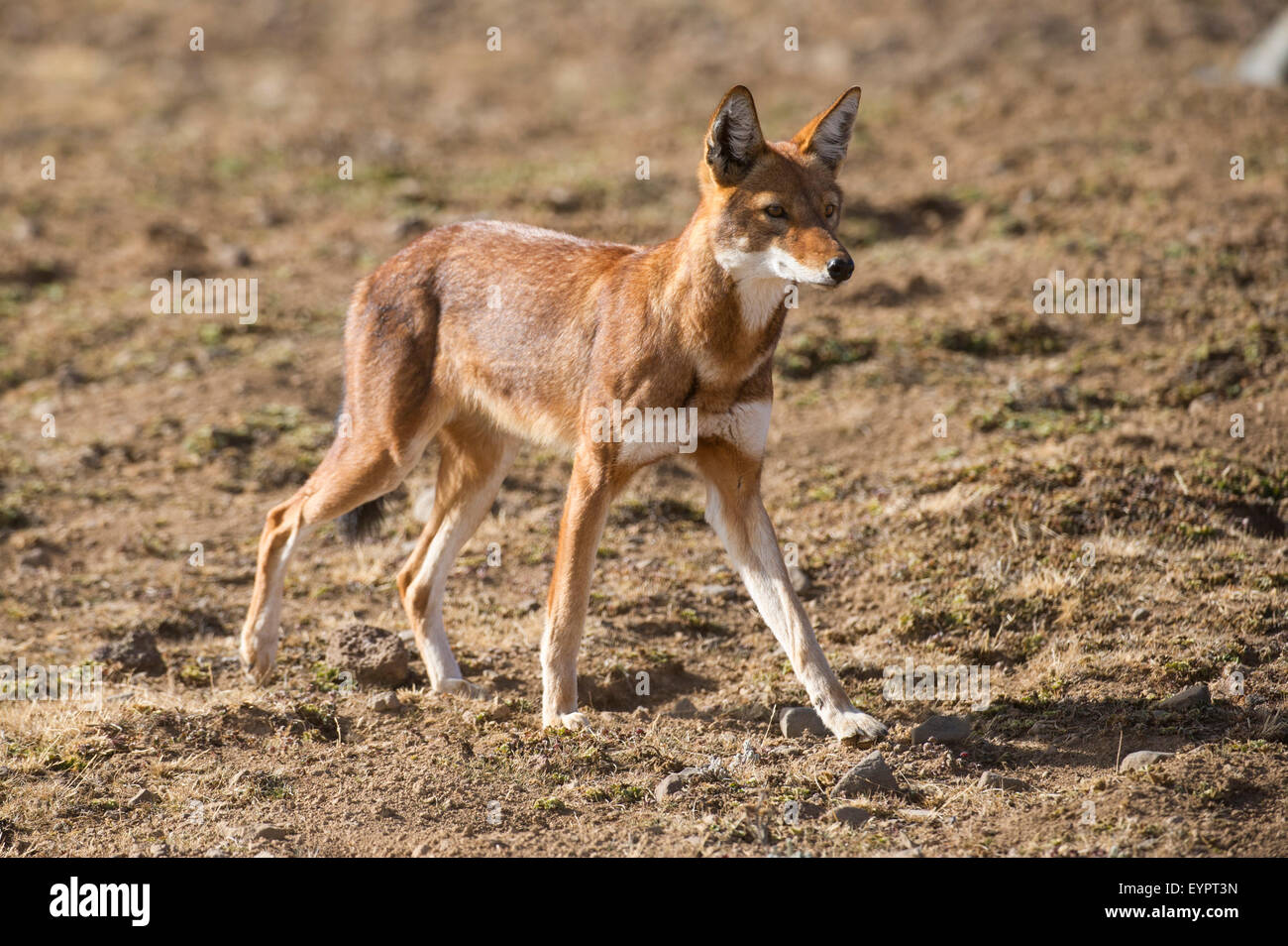 Simien fox hi-res stock photography and images - Alamy