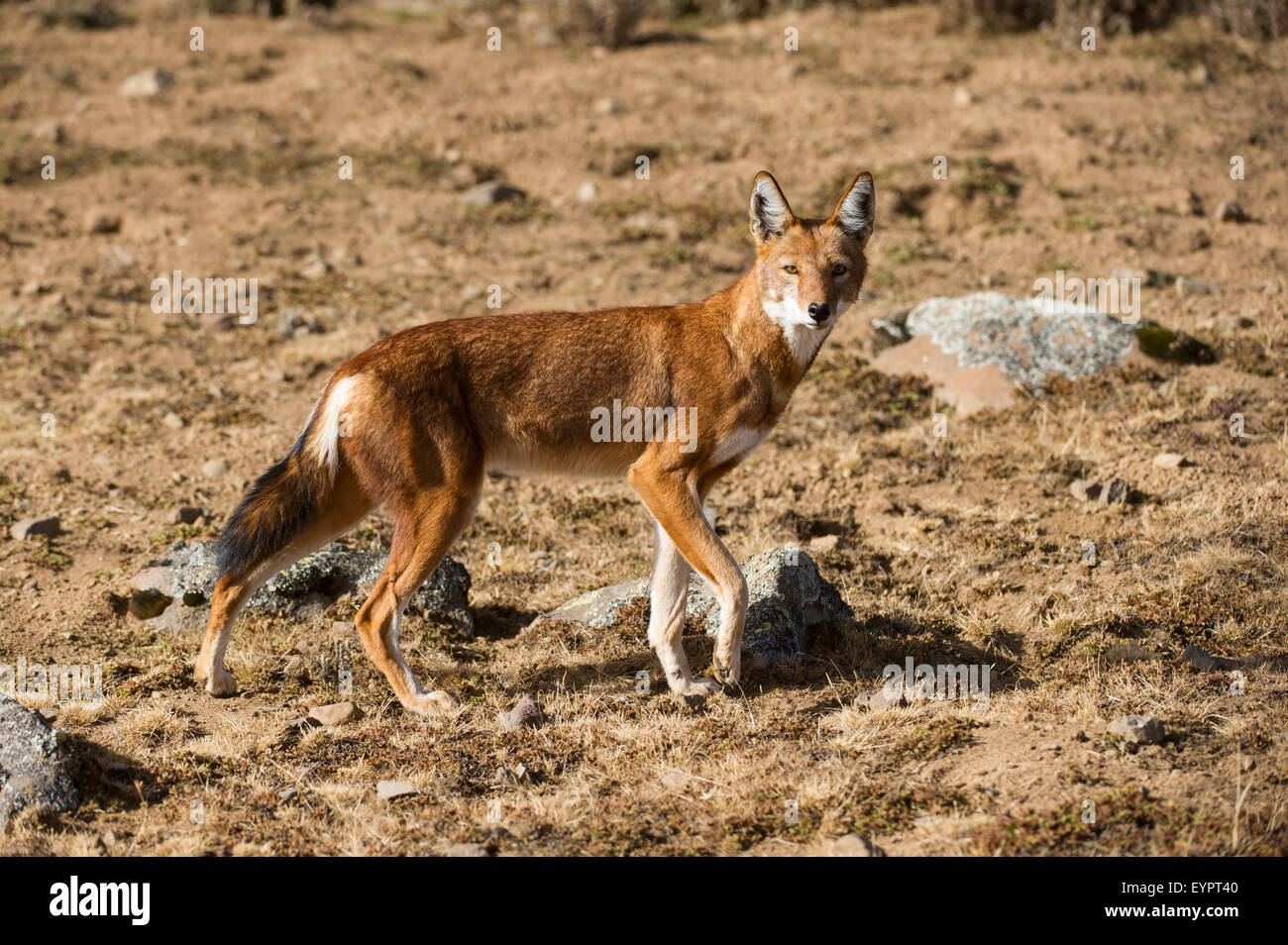 Ethiopian wolf (Canis simensis), Sanetti Plateau, Bale Mountains ...