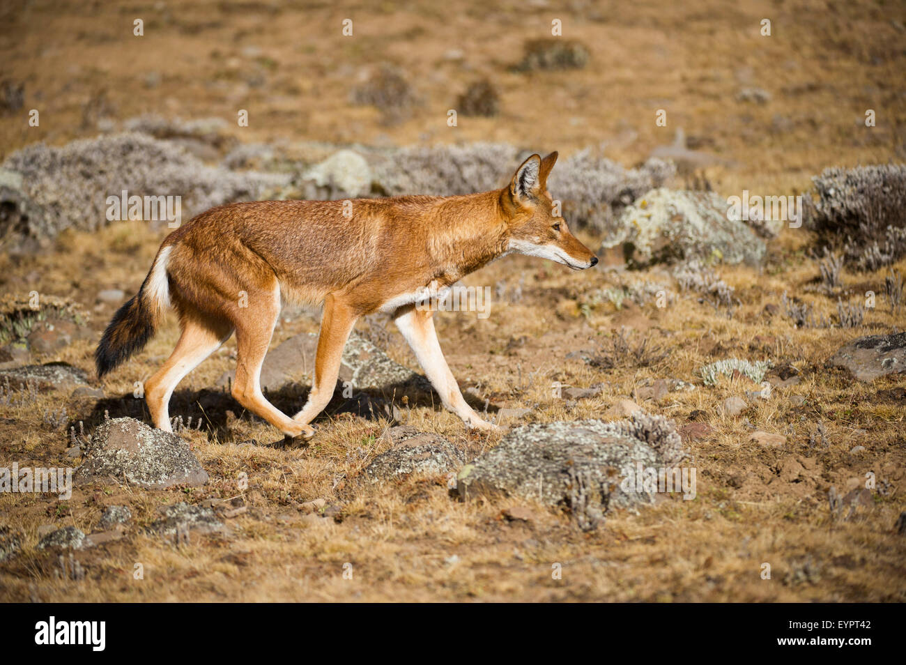 Simien fox hi-res stock photography and images - Alamy