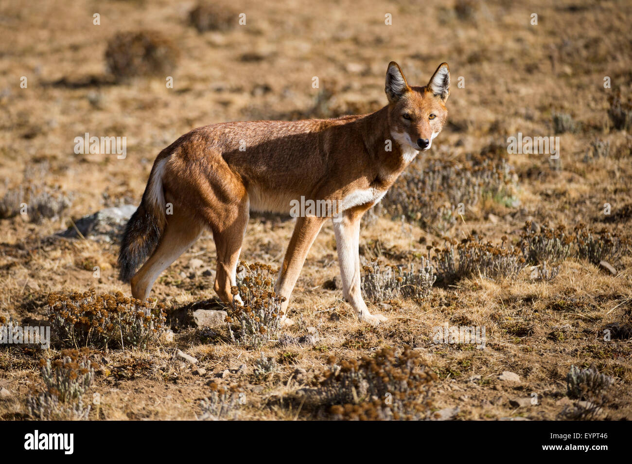 Simien fox hi-res stock photography and images - Alamy