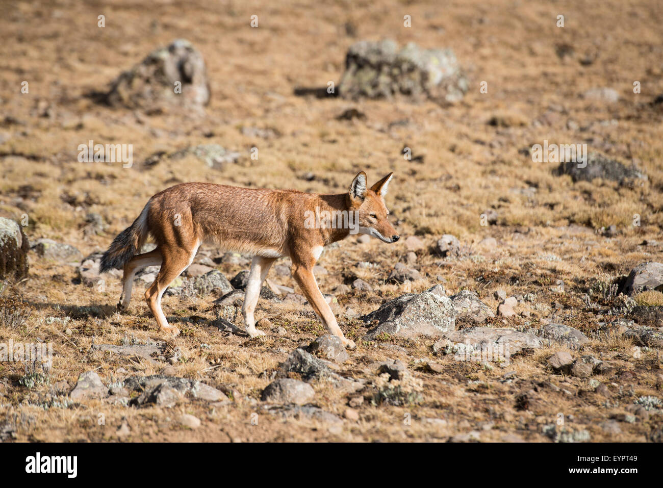 Simien fox hi-res stock photography and images - Alamy