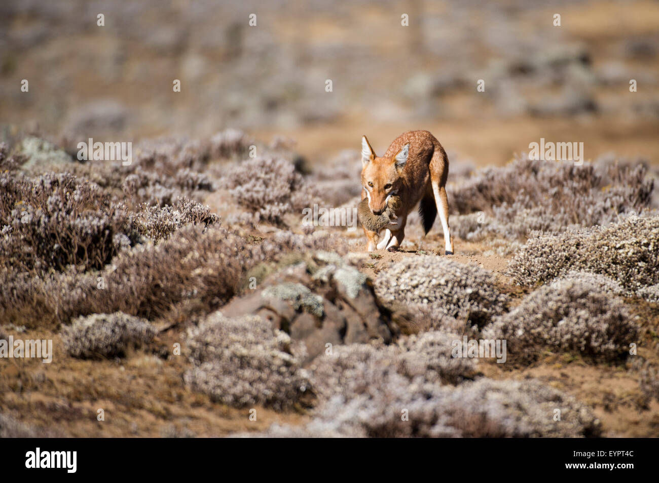Ethiopian wolf (Canis simensis) digging a hole to bury a dead mole rat ...