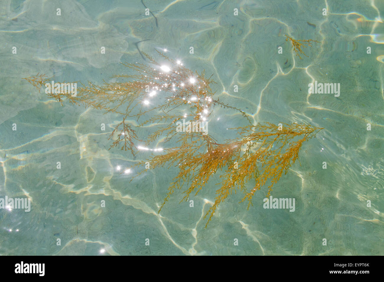 Blue seaweed hi-res stock photography and images - Alamy