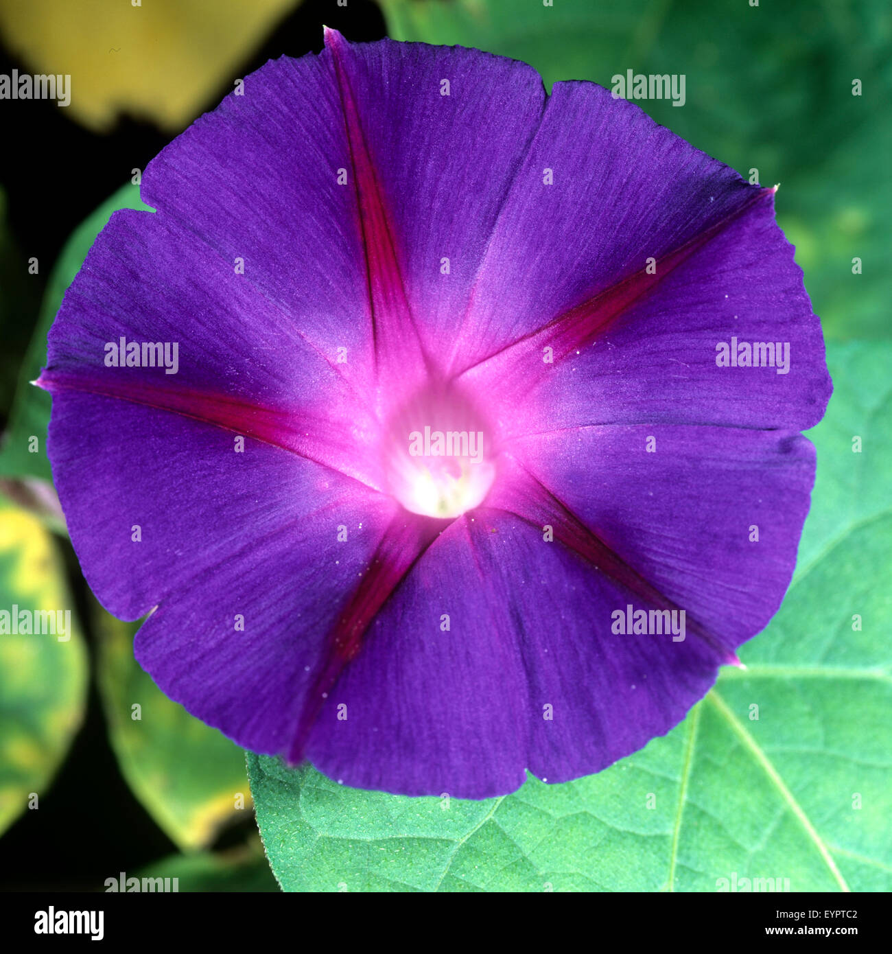 Winde blumen hi-res stock photography and images - Alamy