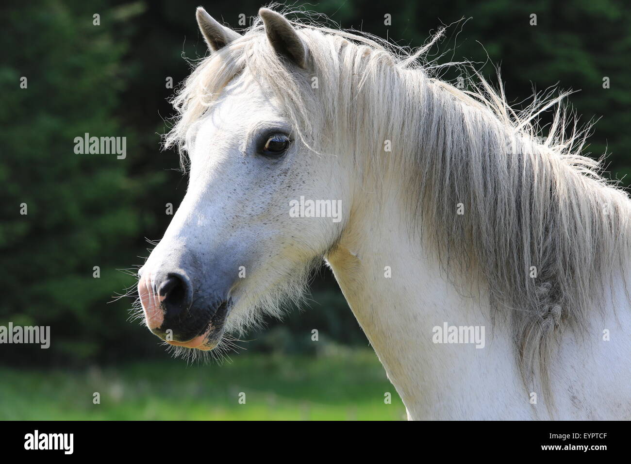 single horse on meadow in Scotland Stock Photo - Alamy