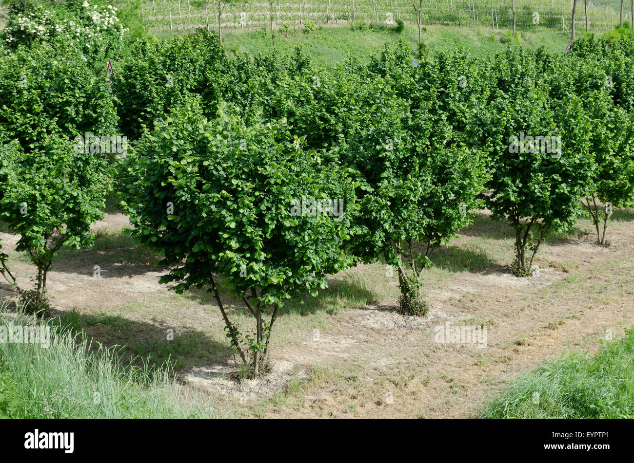 Hazelnut plant hi-res stock photography and images - Alamy