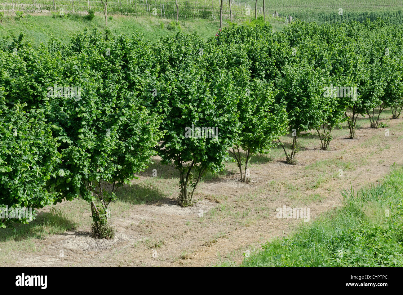 Hazelnut plant hi-res stock photography and images - Alamy