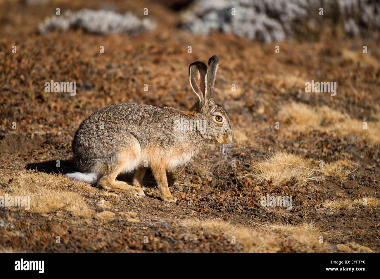 Starck's hare (Lepus starki), Sanetti Plateau, Bale Mountains National ...