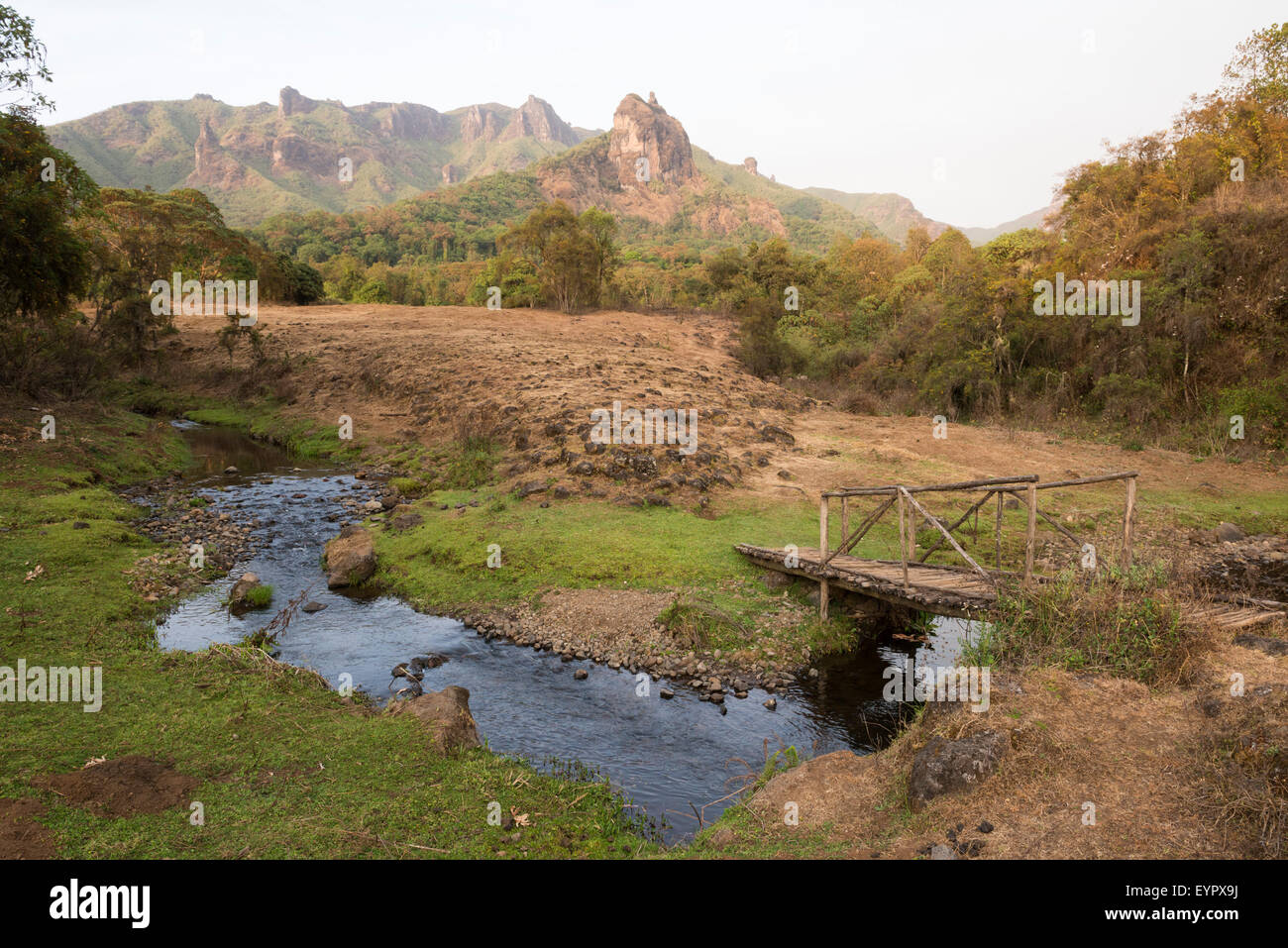 Harenna Forest, Bale Mountains National Park, Ethiopia Stock Photo - Alamy