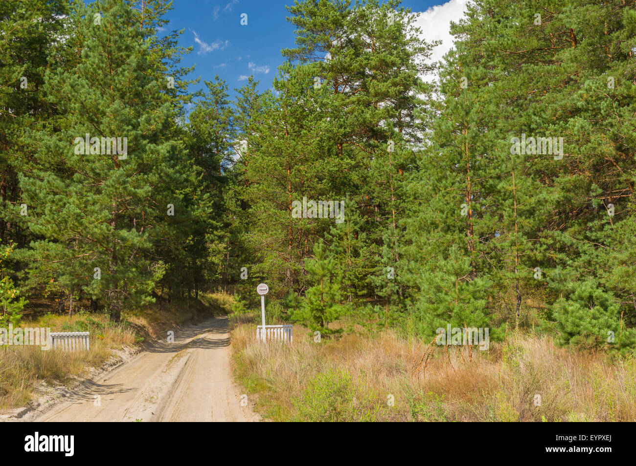 Road pine forest hi-res stock photography and images - Alamy