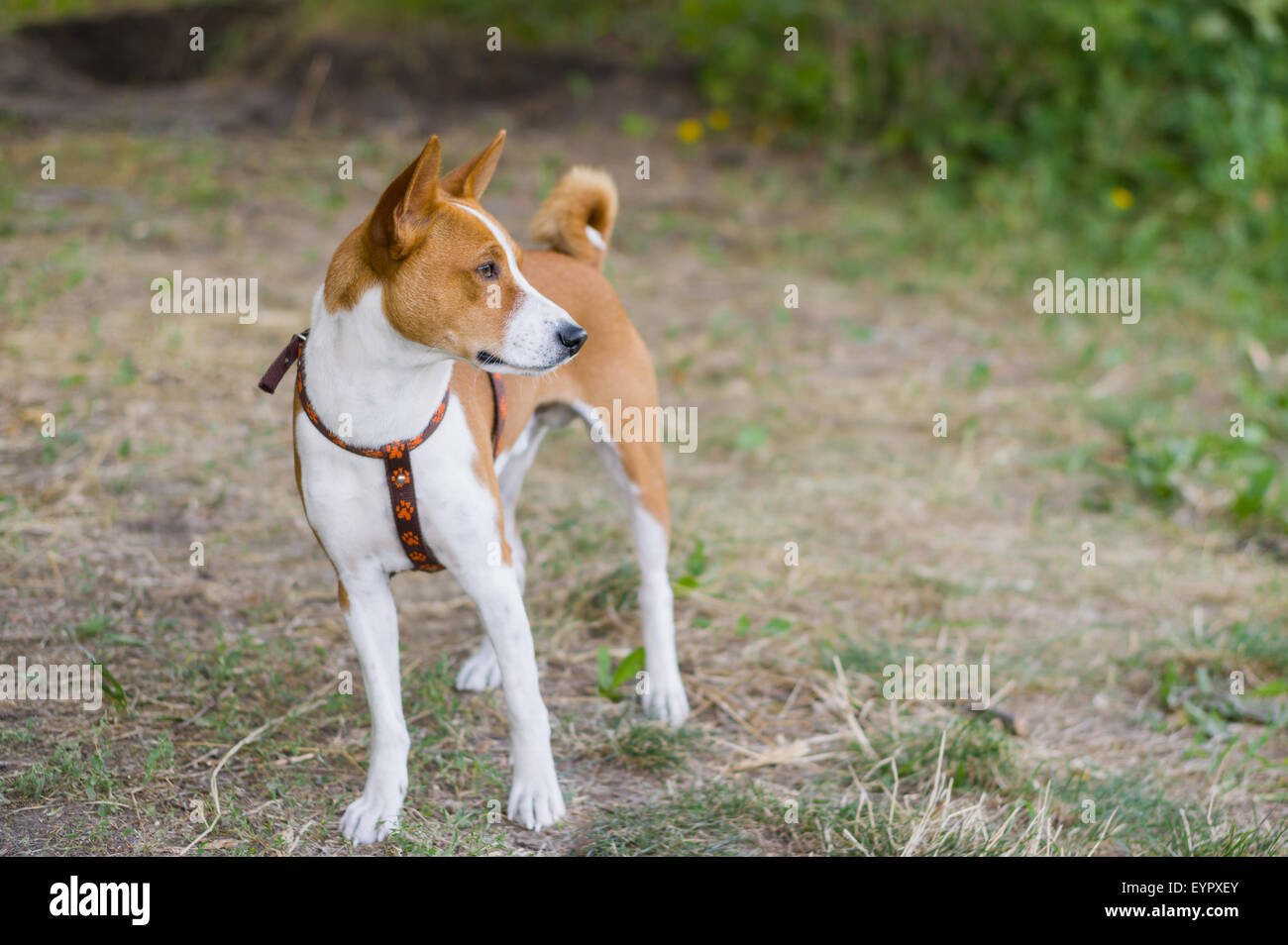 Full body portrait of gorgeous basenji dog Stock Photo - Alamy