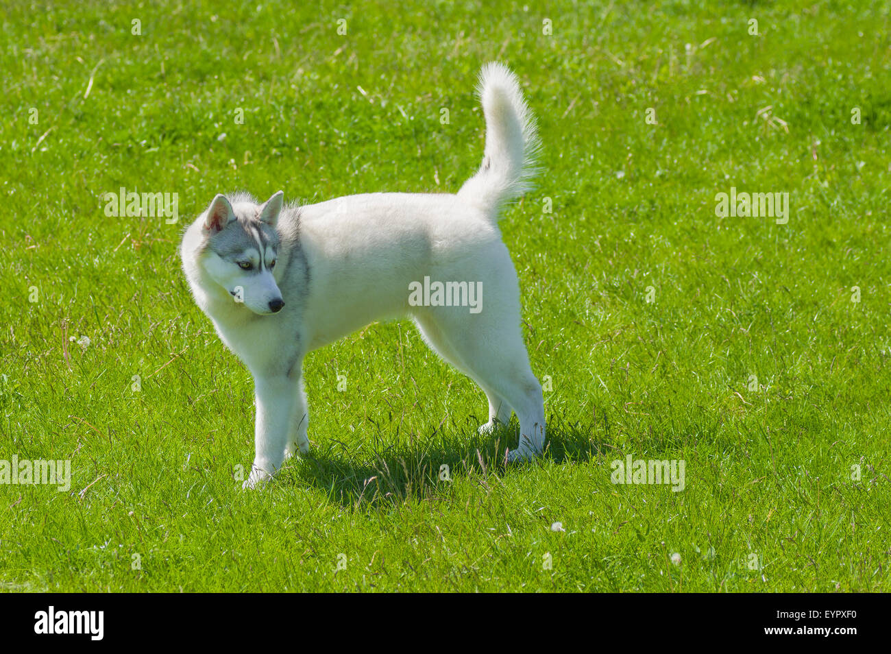 White Siberian Husky Side View High Resolution Stock Photography and ...