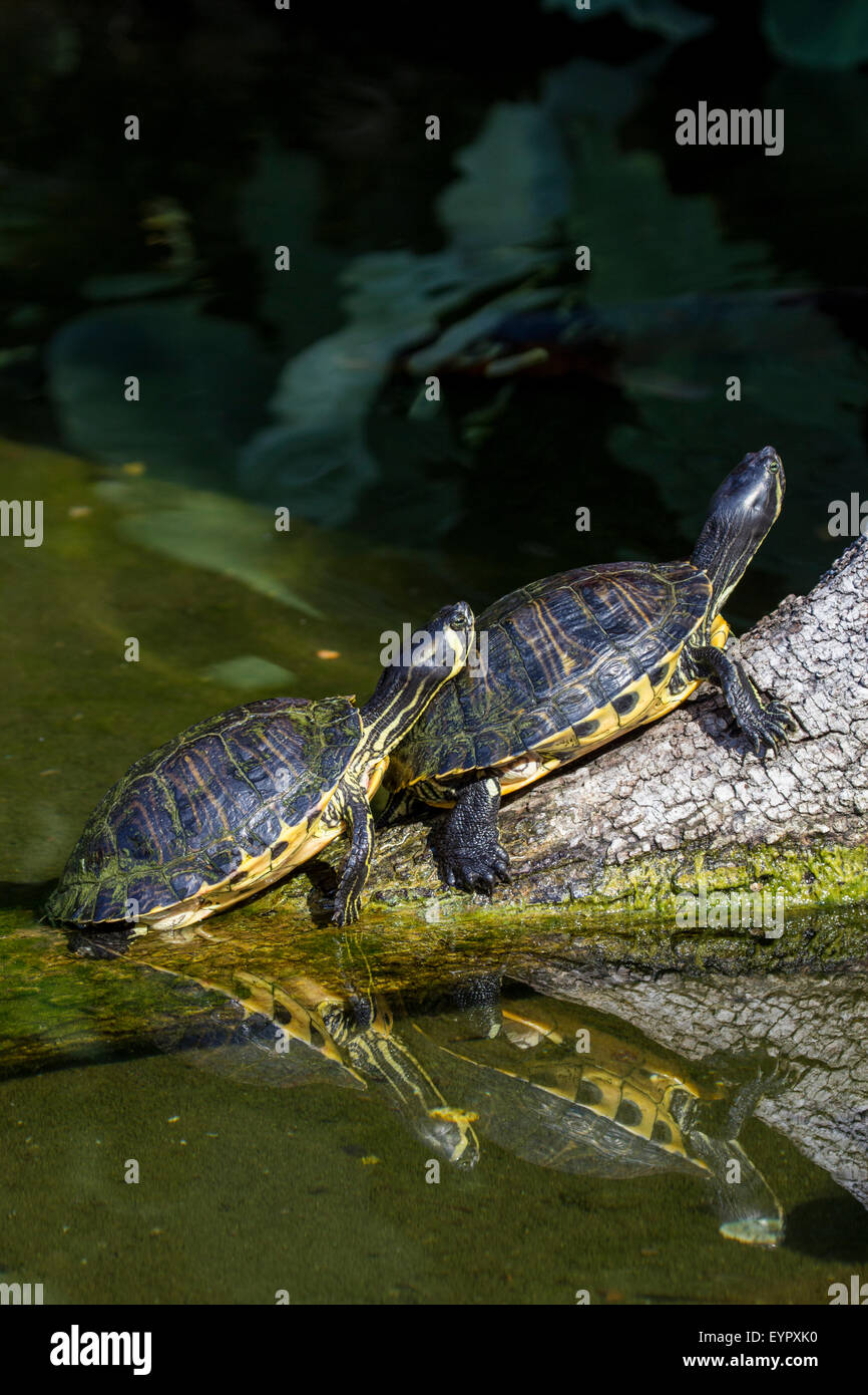 Two small turtles sunning in hi-res stock photography and images - Alamy