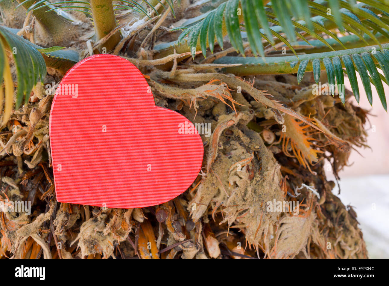 Seaside plant hi-res stock photography and images - Alamy