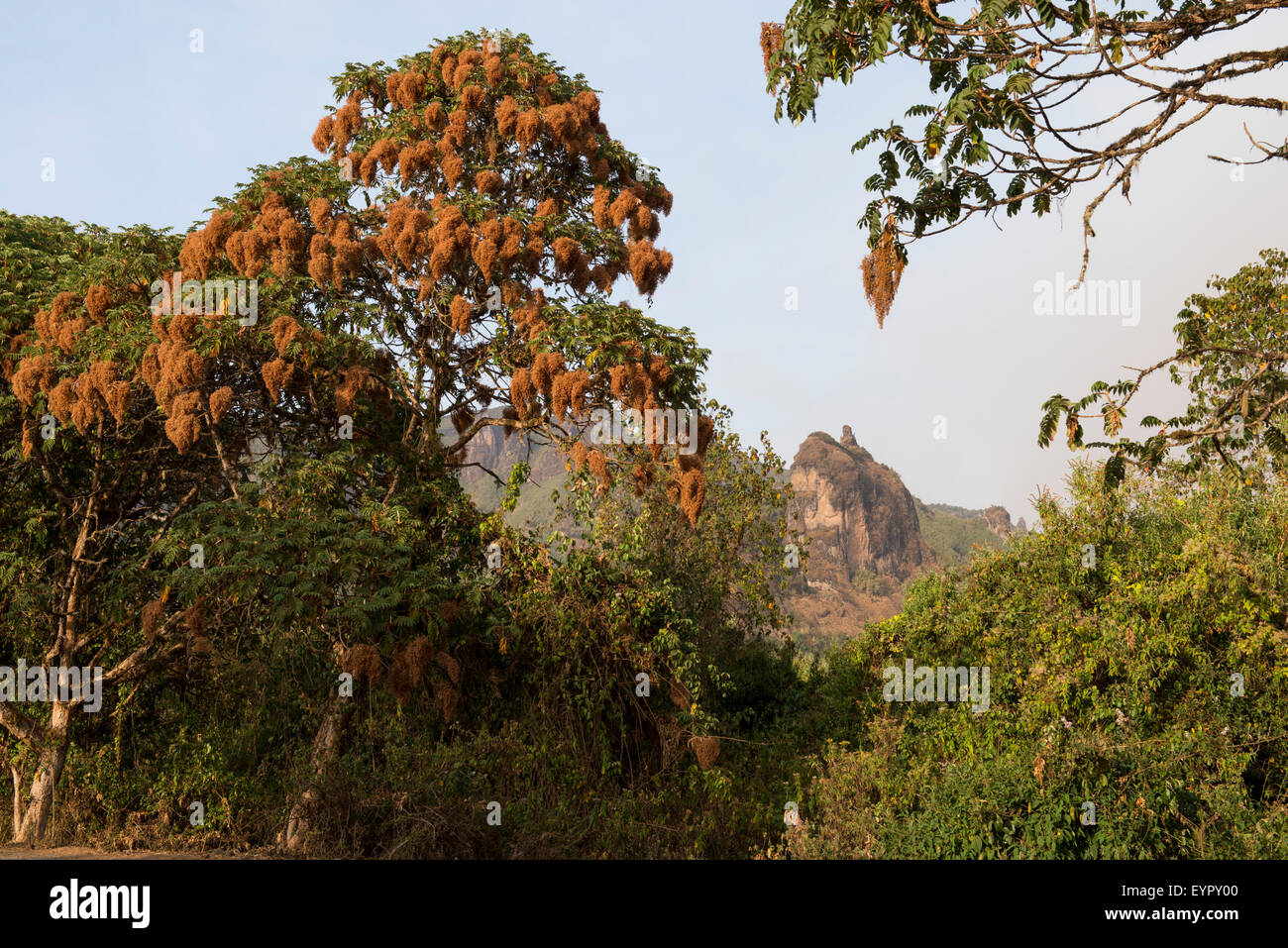 Agenia abyssinica (kosso), Harenna Forest, Bale Mountains National Park ...