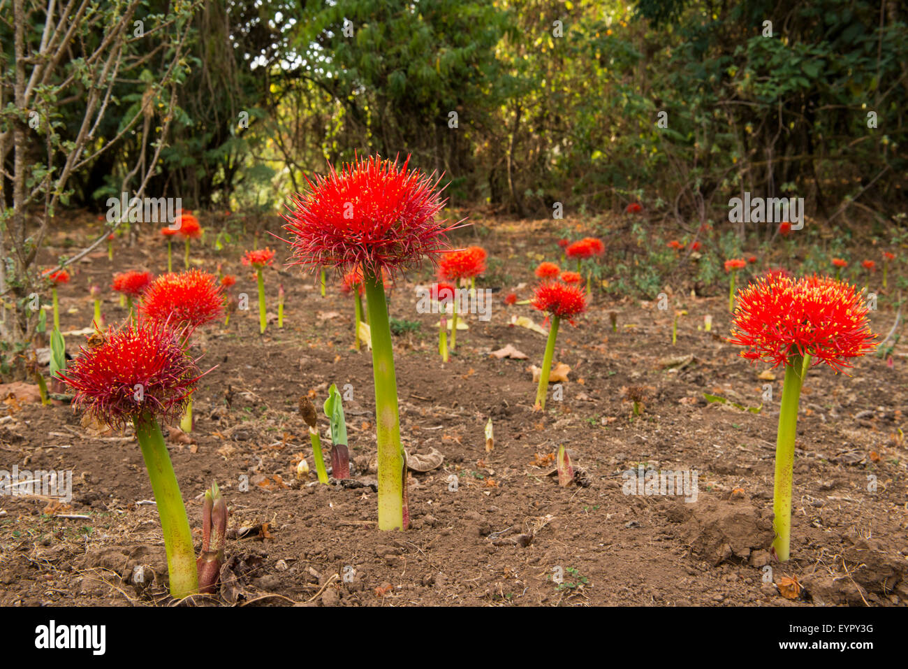Ethiopia National Flower High Resolution Stock Photography and Images ...