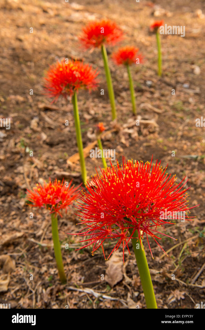 Ethiopia National Flower High Resolution Stock Photography and Images ...
