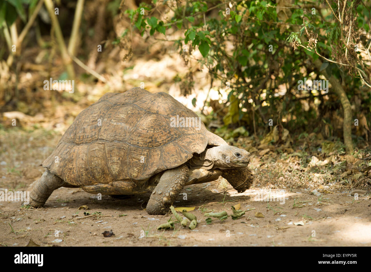 Leopard tortoise (Stigmochelys pardalis), large Abyssinian sub-species ...