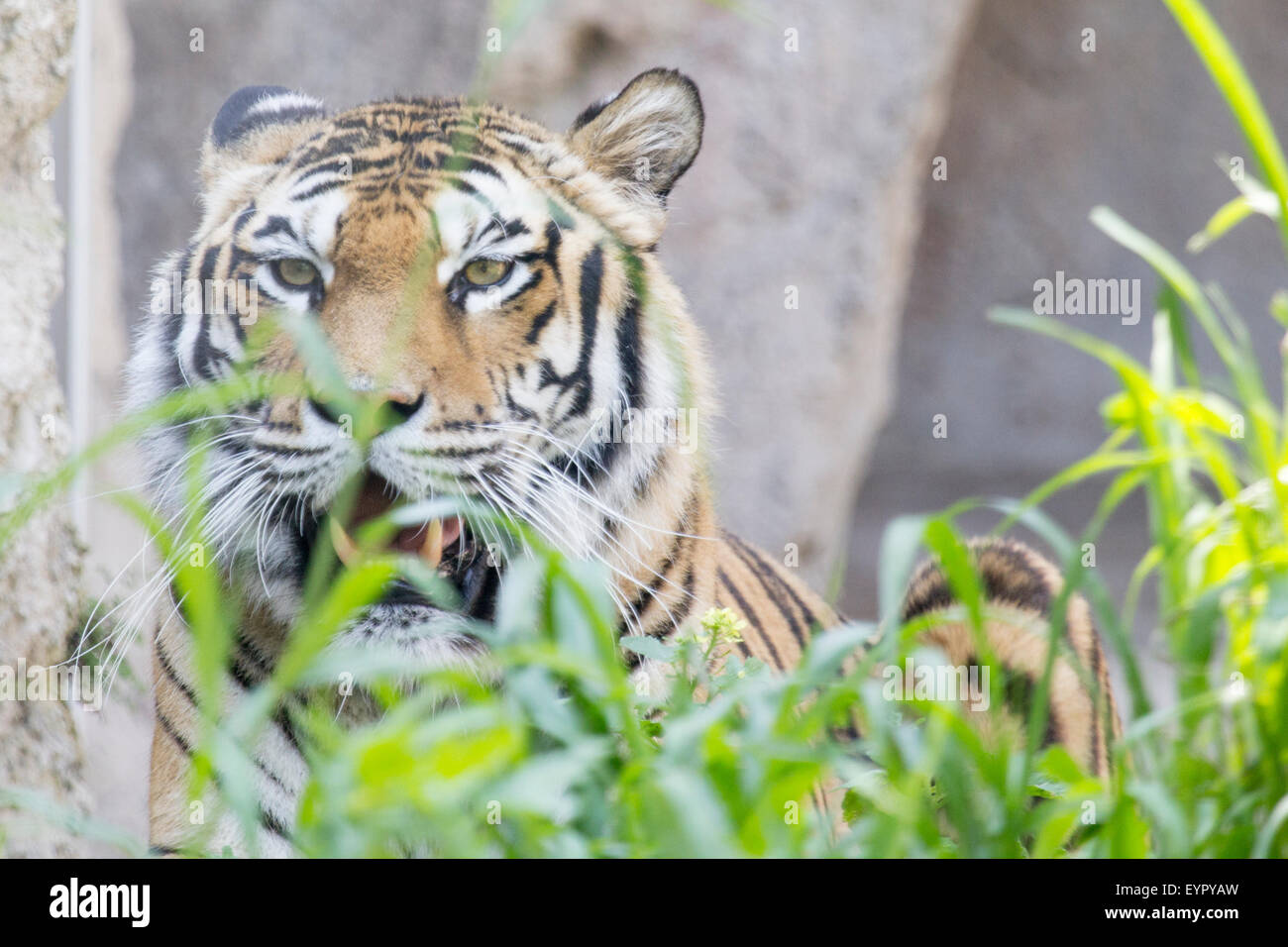 Tiger panting hi-res stock photography and images - Alamy