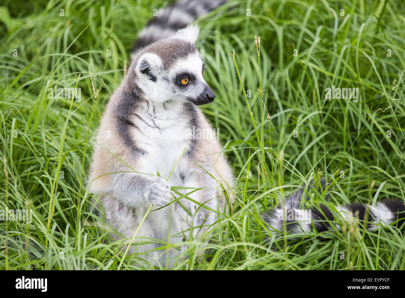 A ring-tailed lemur, Lemur catta, resting at the ground in the grass ...