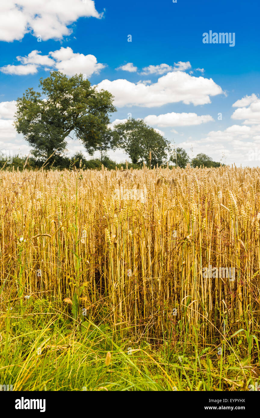 Fields of wheat ready for harvesting under a summer sky with a hedge ...