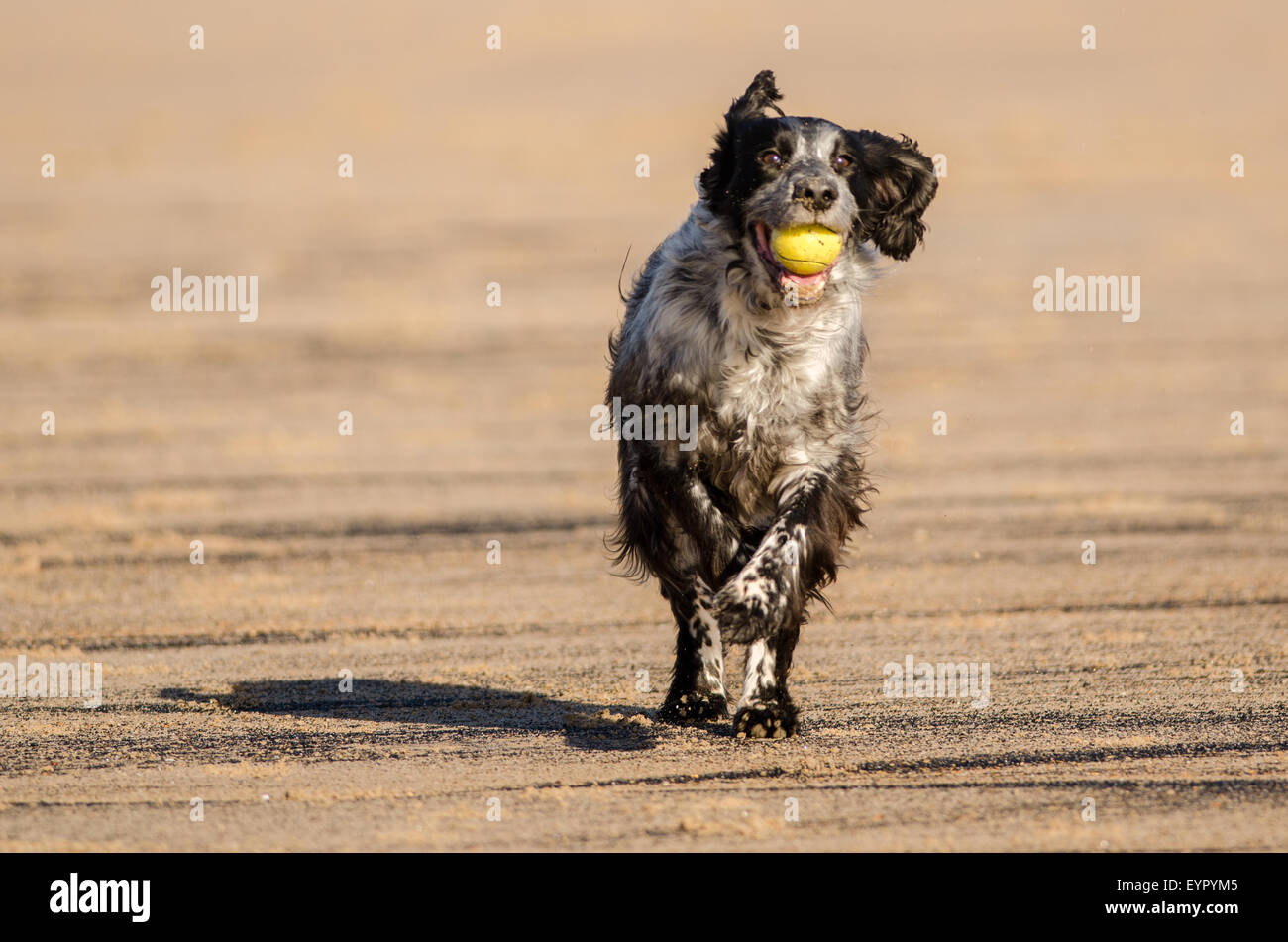 dog running water beach ,play, joy, run, cute, wet, ocean, retriever ...