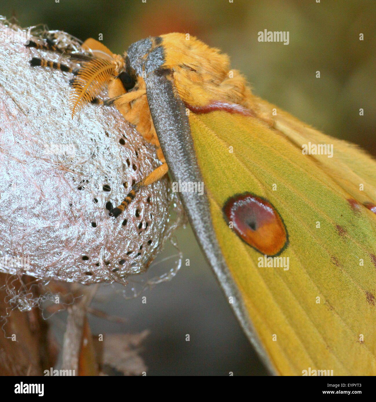 African moon moths hi-res stock photography and images - Alamy
