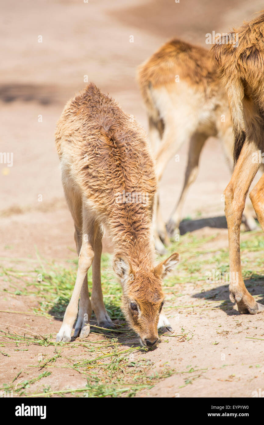 A calf of nile lechwe, Kobus megaceros, feeding near the herd Stock ...