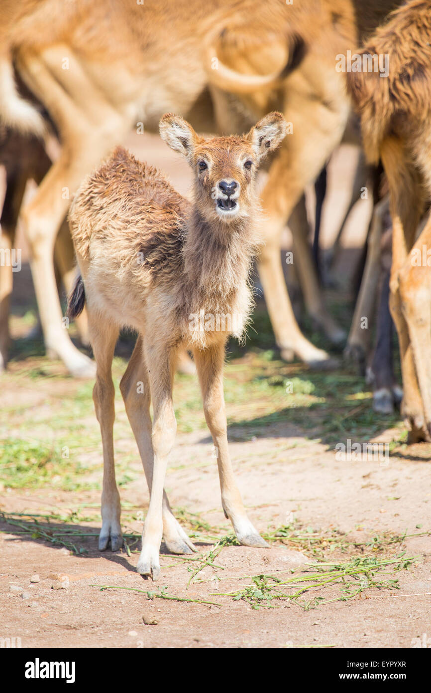 A calf of nile lechwe, Kobus megaceros, looking at camera near the herd ...