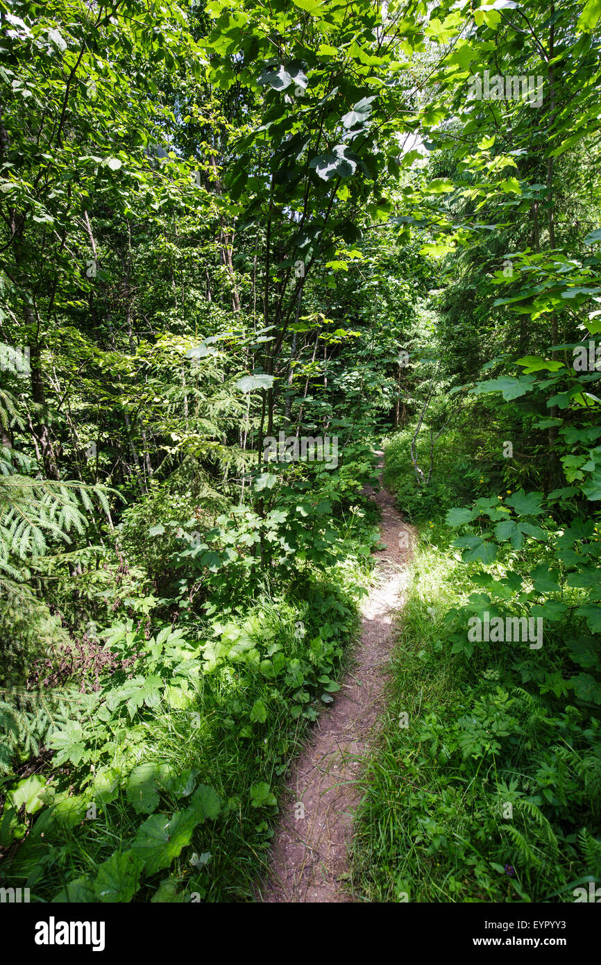 A footpath through the forest on a summer day Stock Photo - Alamy