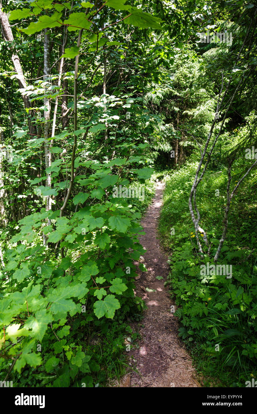 A footpath through the forest on a summer day Stock Photo - Alamy