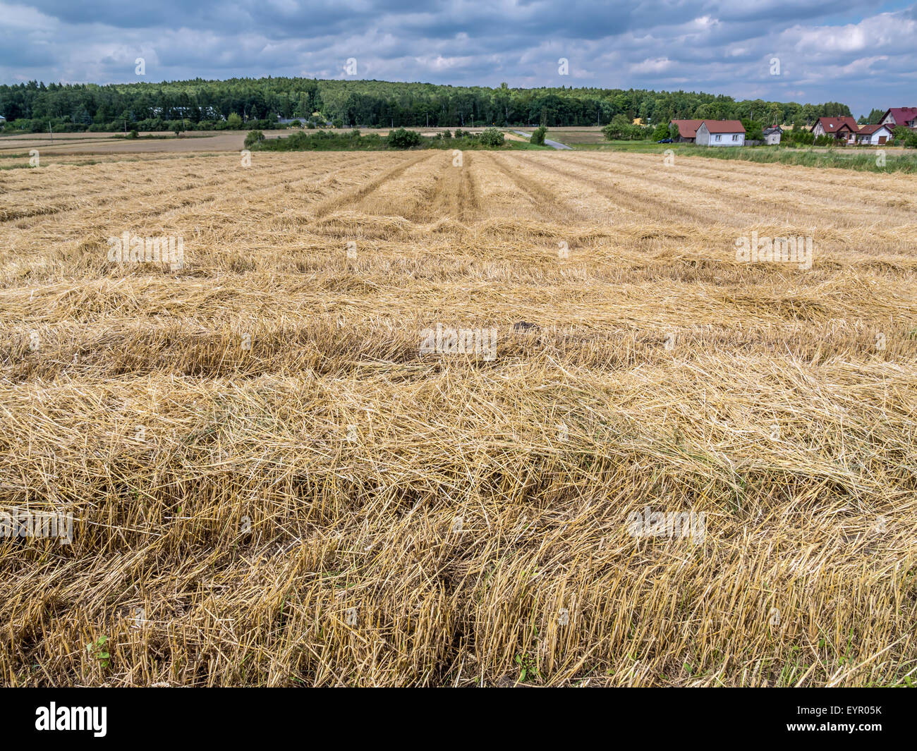 Ryefield hi-res stock photography and images - Alamy