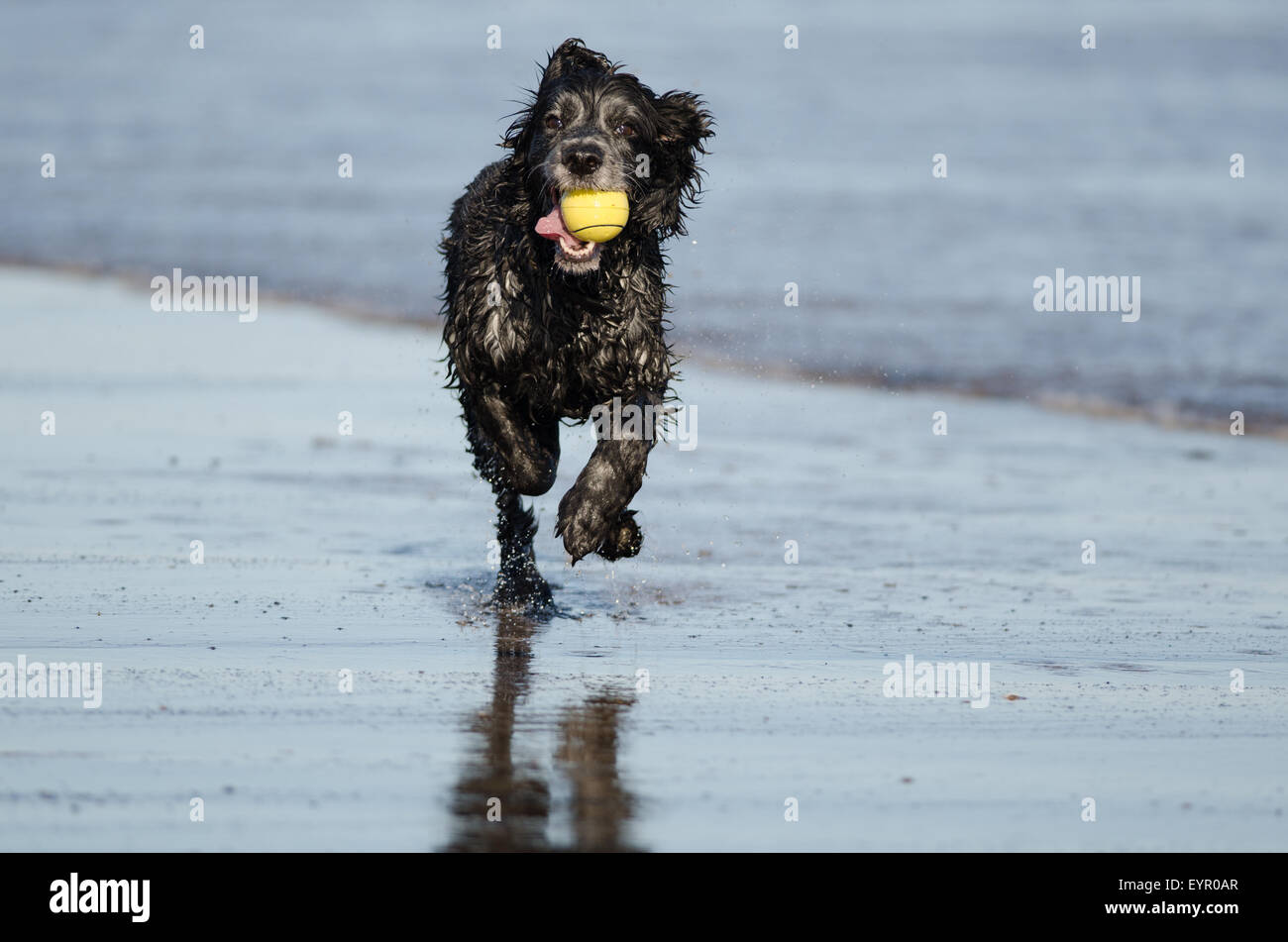 dog running water beach ,play, joy, run, cute, wet, ocean, retriever ...