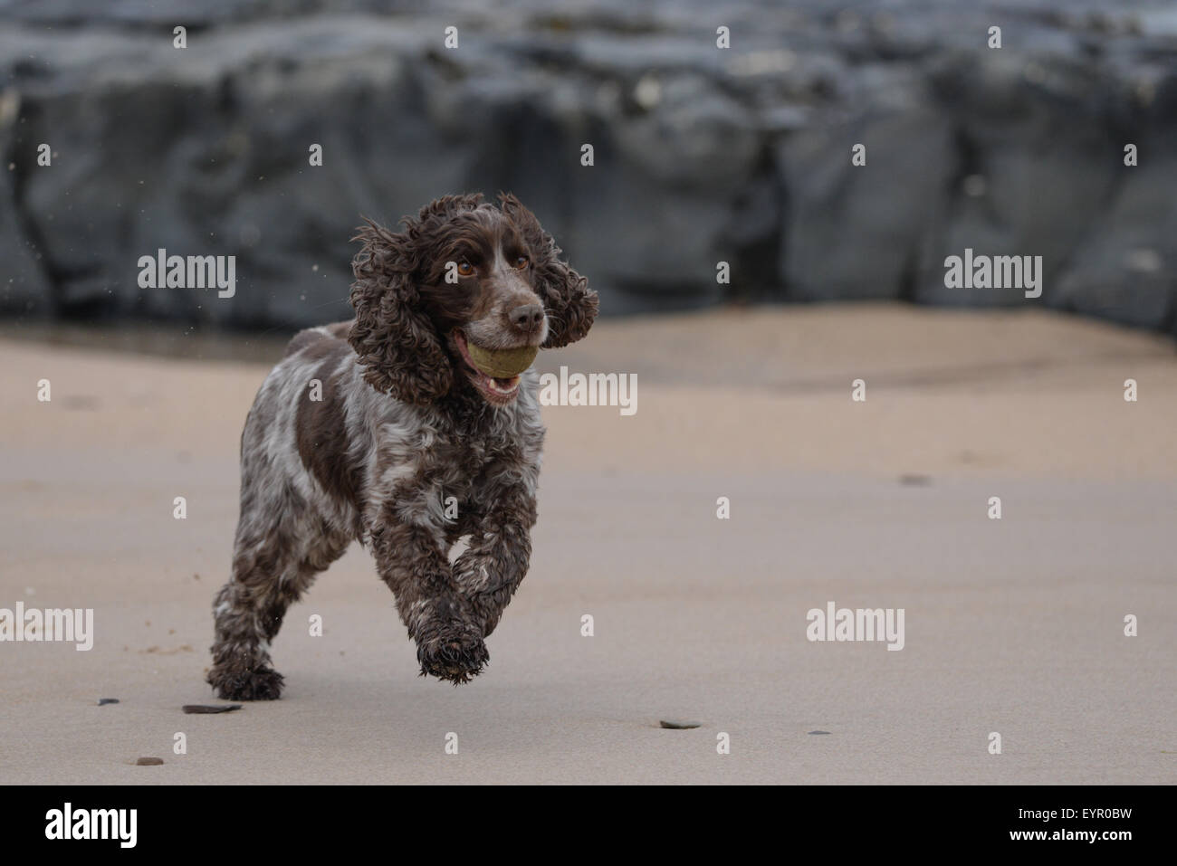dog running water beach ,play, joy, run, cute, wet, ocean, retriever ...